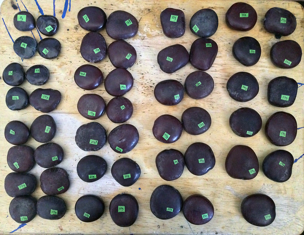 African Dream Herb Seed - Entada rheedii – 6Witch3