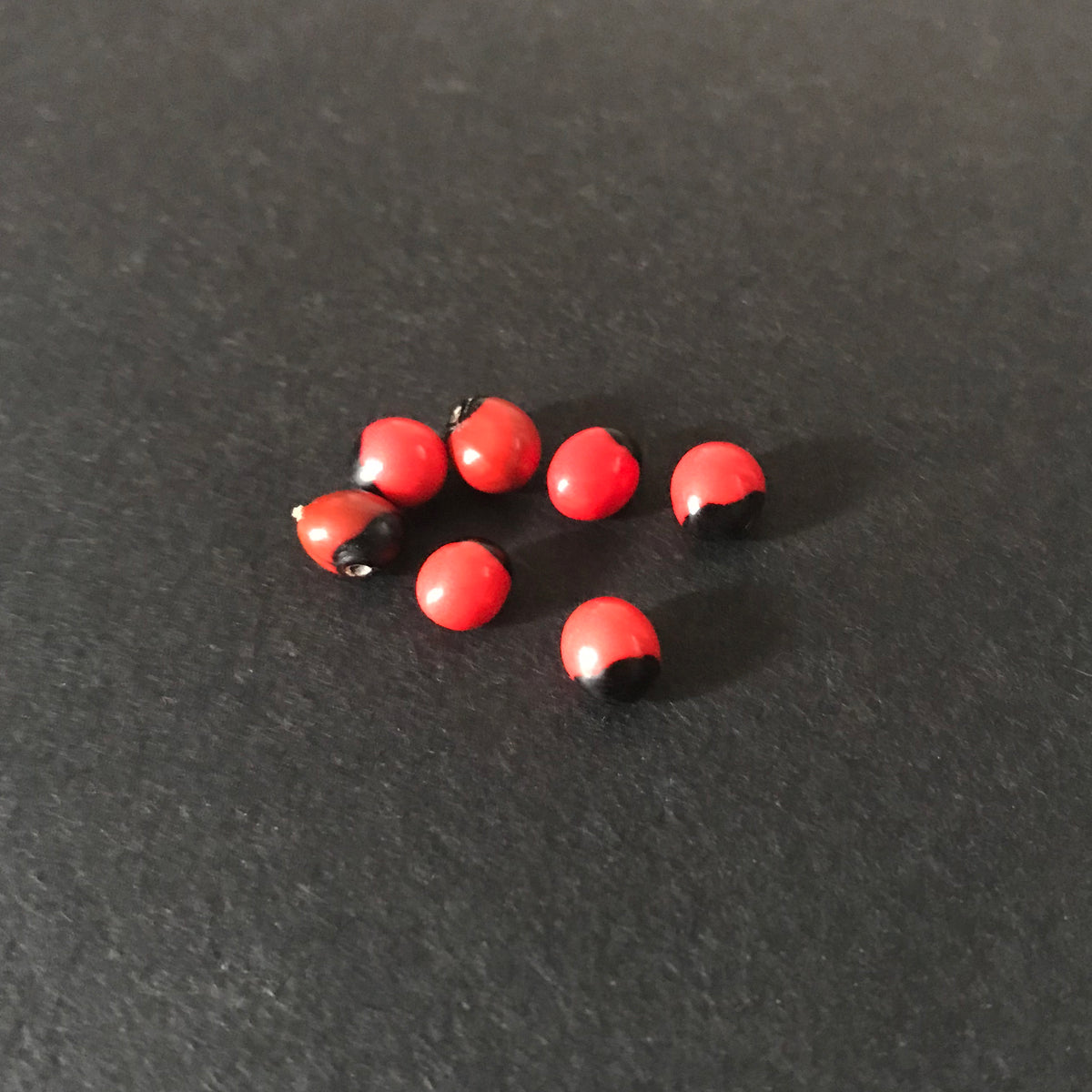 Abrus Seeds - Abrus precatorius – 6Witch3