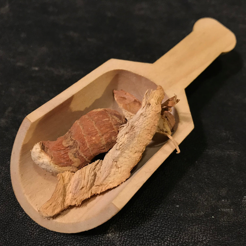 Galangal Root - Alpinia officinarum - Little John to Chew – 6Witch3